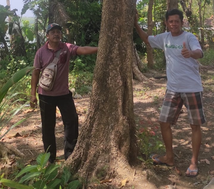 Pohon Laban Tanaman Langka di Taman Watu Bulus Tebing Progo - Wiradesa.co